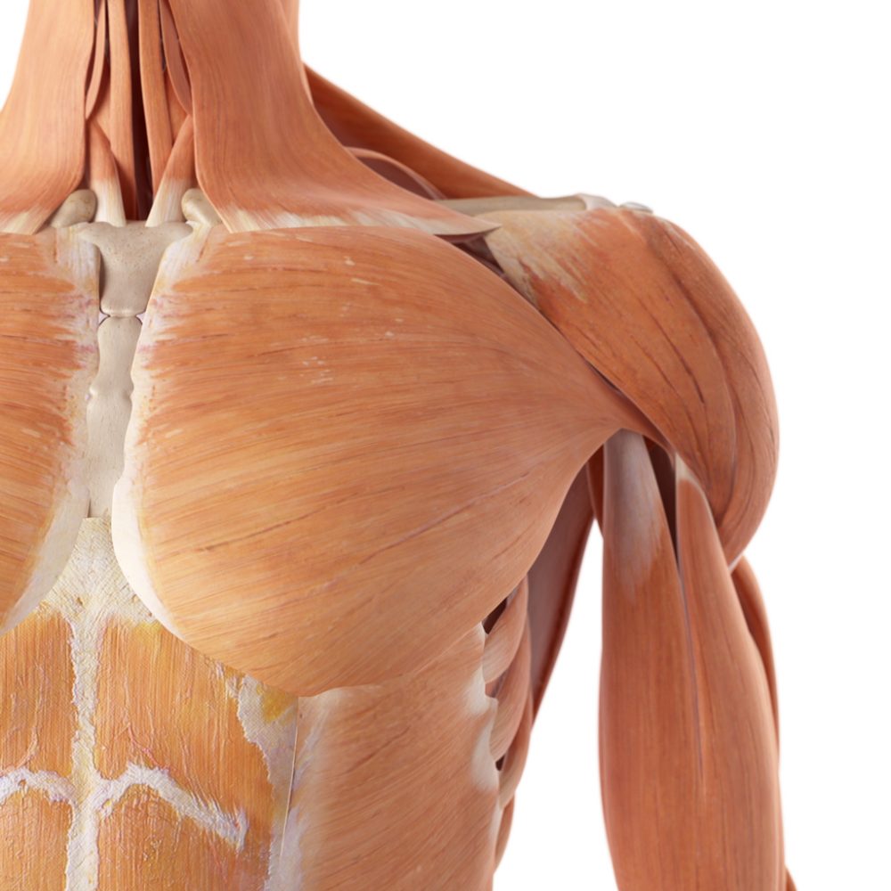 pec strain | Physica