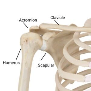 What is a reverse shoulder replacement | Physica